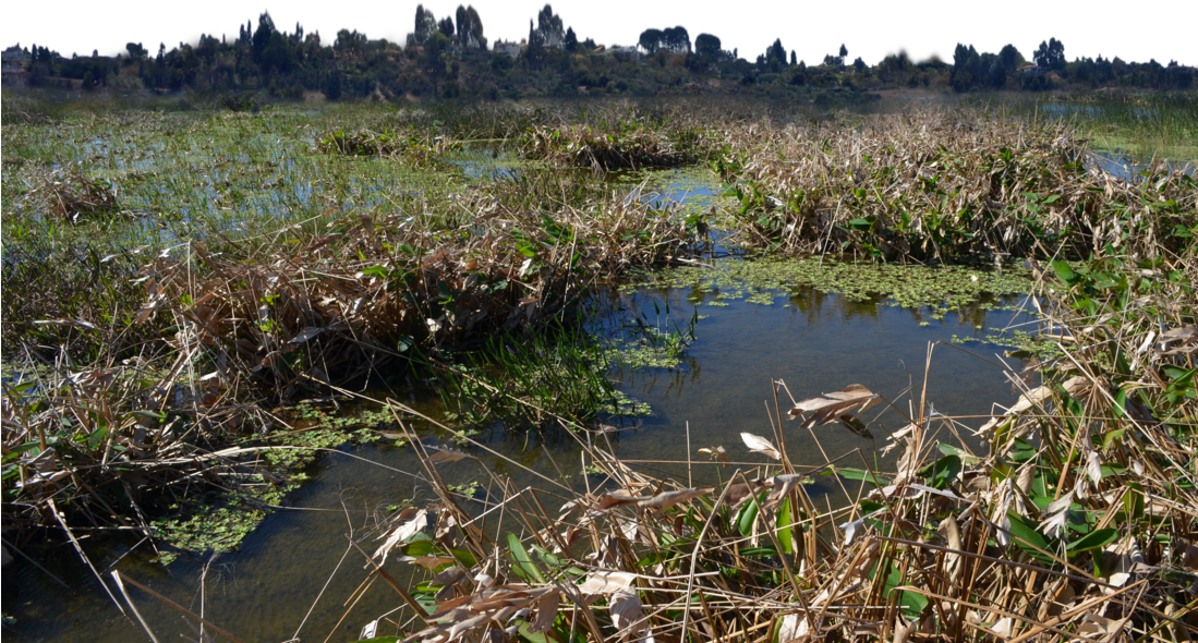 Download Marsh Wetlands Png Background Stock Photo 0332 Dar ...