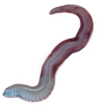 Download Paolo Worm Hatch In The Florida Keys - Florida PNG Image with ...