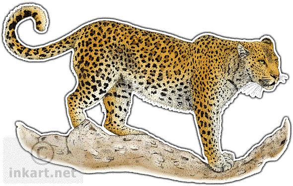 Download African Leopard Art Decal - Leopard Drawing In Color PNG Image ...