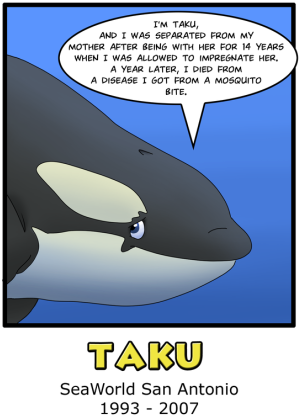Orca Aware - Taku Orca - Free Transparent PNG Download - PNGkey