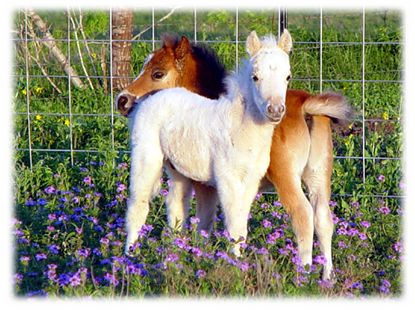 Really Cute Baby Horses