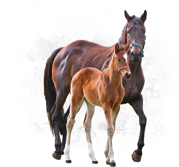 Correct Crooked Legs In Foals - Horse - Free Transparent PNG Download ...