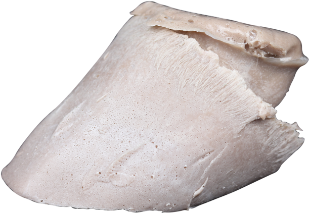 Download Foal Hoof Cast Trophy Specimen PNG Image with No Background ...