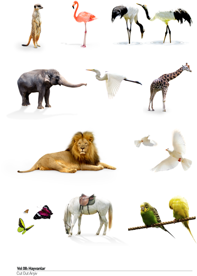 Wild Animals Png - Giraffe - Free Transparent PNG Download - PNGkey