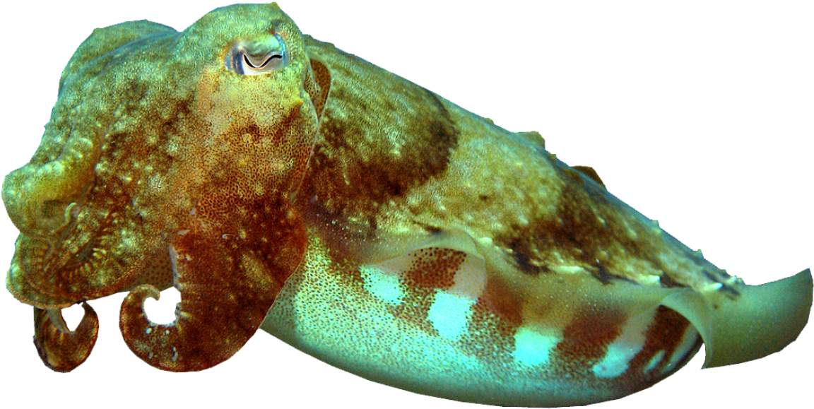 Download Cuttlefishes PNG Image with No Background - PNGkey.com