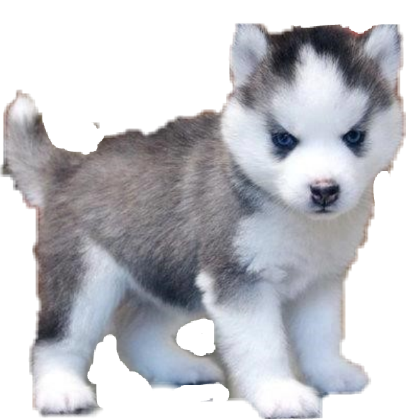 Download Pomsky Pomeranian Husky Dog Dogs Sticker Usethis Animal ...