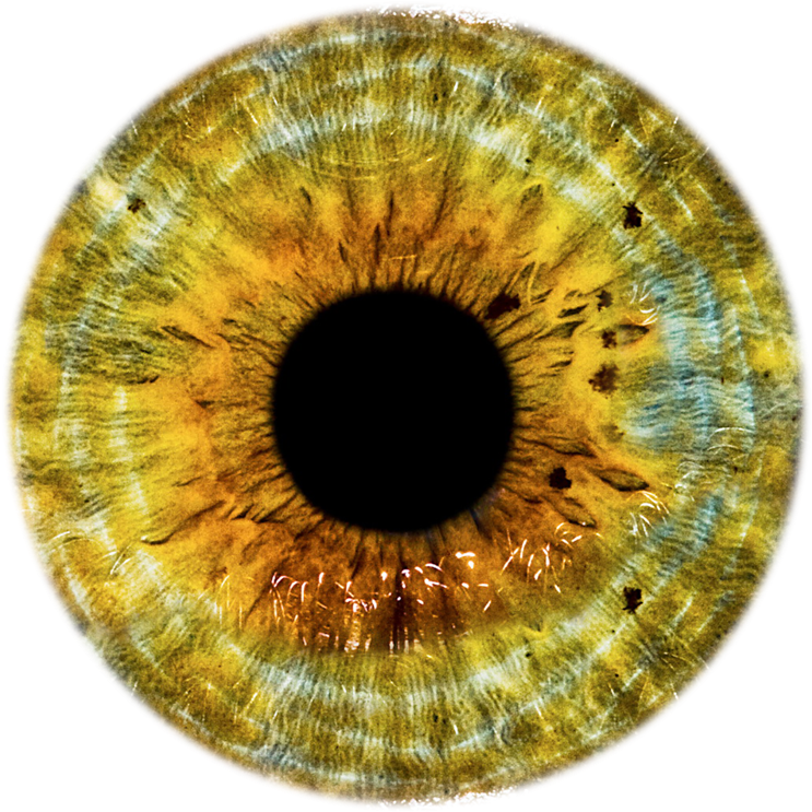 Yellow Dragon Eye