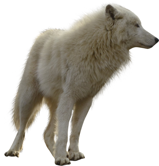 Moving Wolf Transparent Background - Free Transparent PNG Download - PNGkey