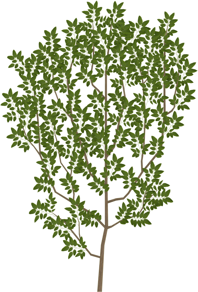 Download Tree Branch Texture Png PNG Image with No Background - PNGkey.com