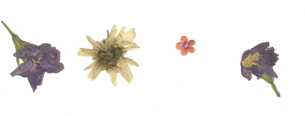 Pressed Flower Png - Free Transparent PNG Download - PNGkey