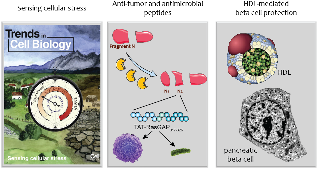 Download Cellular Stress Responses And Adaptation To Stress - Portable ...