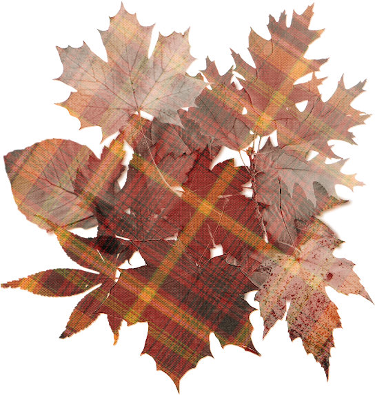 Download Autumn Colors - Oak Tree Leaf PNG Image with No Background ...