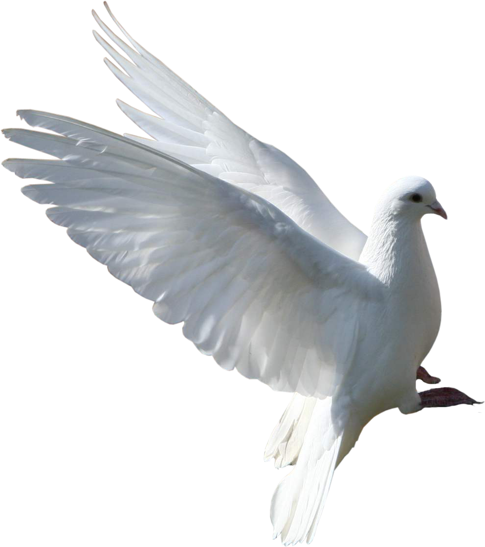 Download Disney Princess Images Dove 11 Hd Wallpaper And Background ...