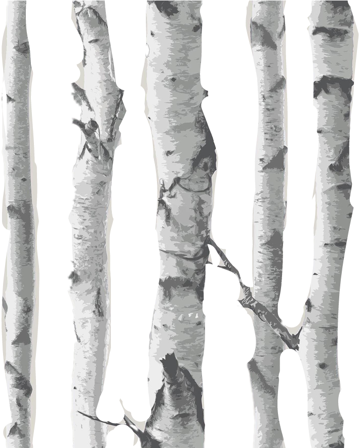 Overlay Matches Birch Background Backgrounds Woods - Birch Tree ...