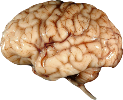 Body-010 - Human Body Parts Png - Free Transparent PNG Download - PNGkey