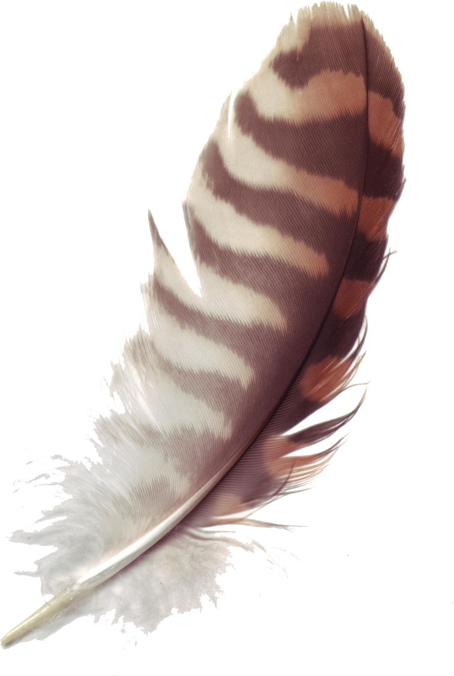 Download Feather Free Download Png - Ticklish By Jennifer Barham ...