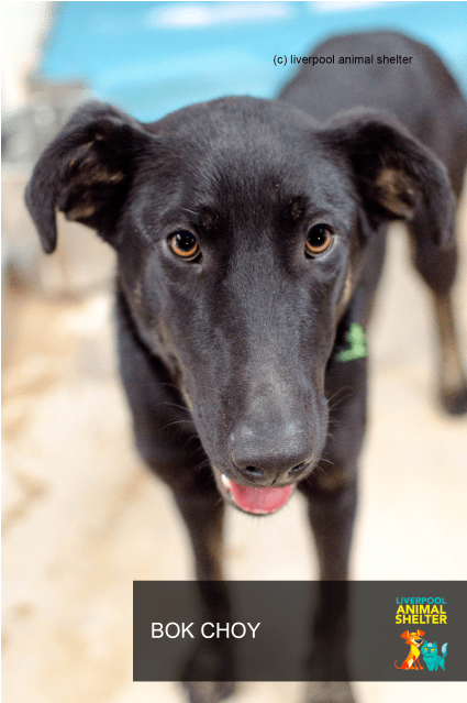 Download Photo Of Bok Choy - Dog PNG Image with No Background - PNGkey.com