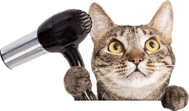 Download Pet Grooming - Cat Getting Groomed Png PNG Image with No ...