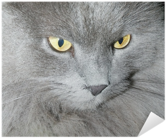 Download Cat PNG Image with No Background - PNGkey.com