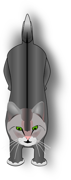 Download Cat Top View Png PNG Image with No Background - PNGkey.com