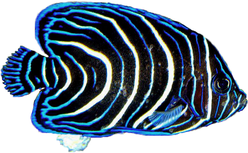 Angel Fish Png - Saltwater Fish - Free Transparent PNG Download - PNGkey