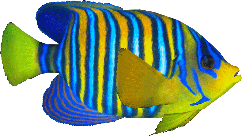 Download Royalangelfish - Regal Angelfish PNG Image with No Background ...
