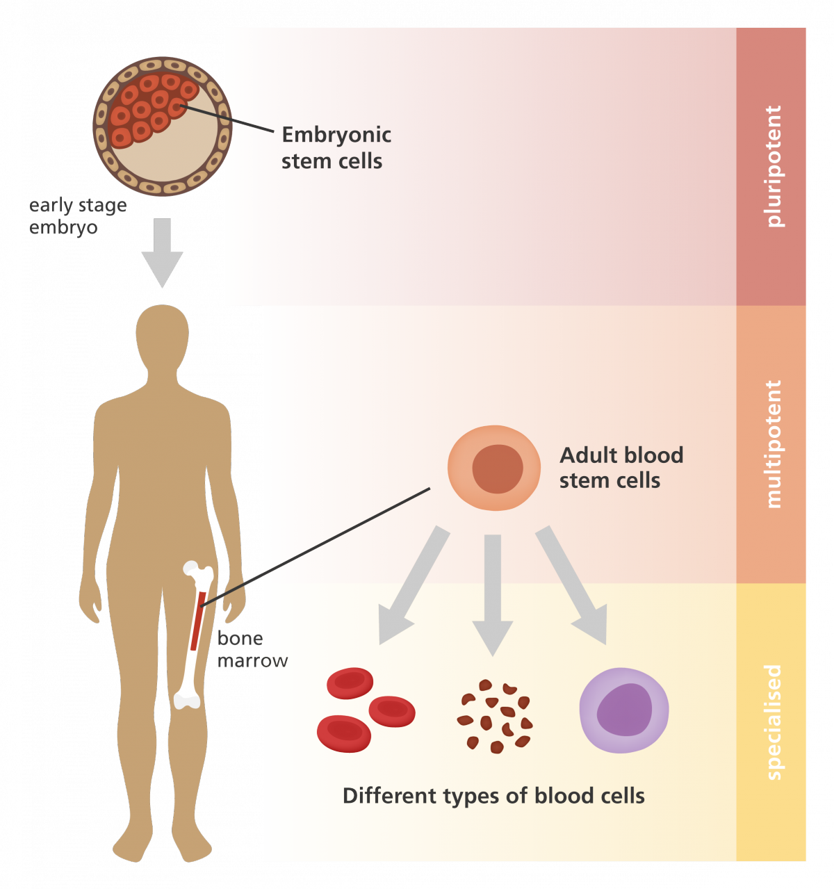 download-adult-stem-cells-adult-stem-cell-diagram-png-image-with-no