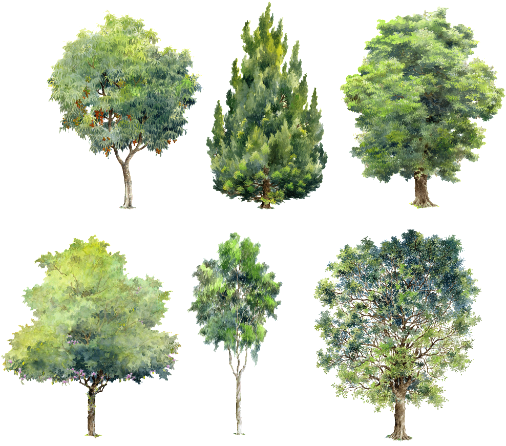 Trees Green Plants Beautiful Hand Painted Png - Watercolor Trees For Photoshop - Free ...