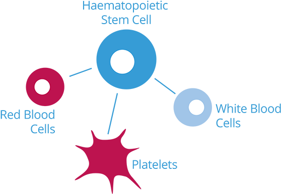 Stem-cells - Stem Cell - Free Transparent PNG Download - PNGkey