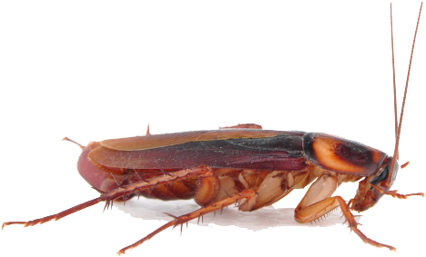 Cockroach Png Transparent Background - Free Transparent PNG Download ...