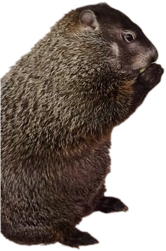 Download Groundhog Transparent PNG Image with No Background - PNGkey.com
