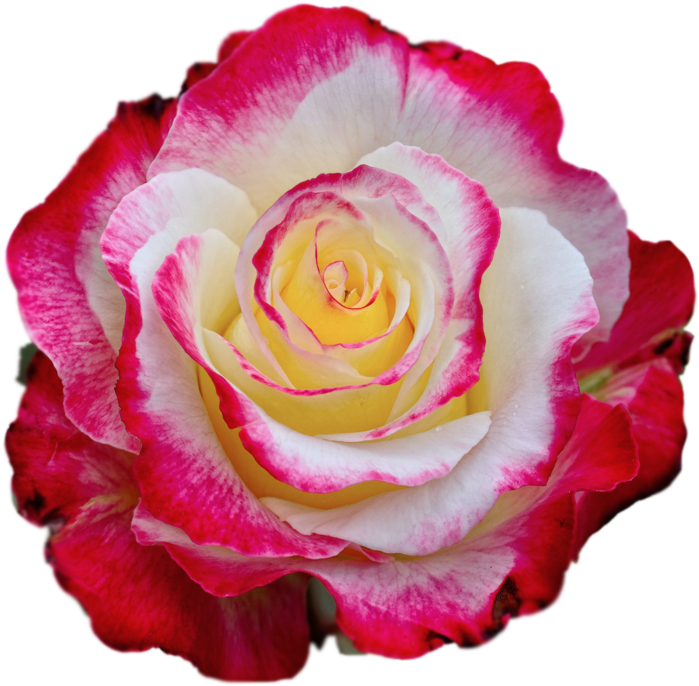 Download Colorful Rose Transparent Png PNG Image with No Background ...
