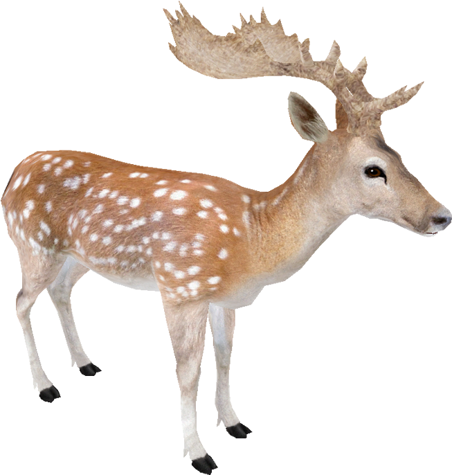 Download Fallow Deer - Fallow Deer Transparent PNG Image with No ...