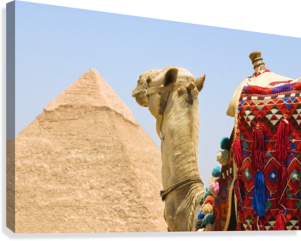 Download Camel Near A Pyramid, Giza, Egypt Canvas Print - Giza ...