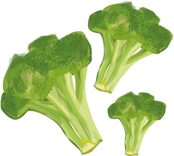 Download Brocolli - Broccoli PNG Image with No Background - PNGkey.com