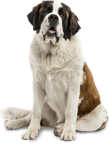 Download St Bernard Dog Png PNG Image with No Background - PNGkey.com