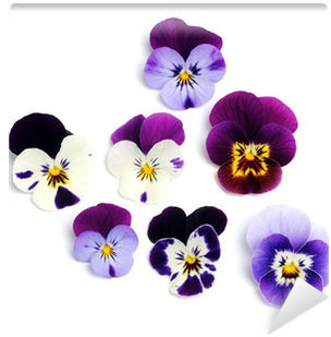 Download Edible Flower PNG Image with No Background - PNGkey.com