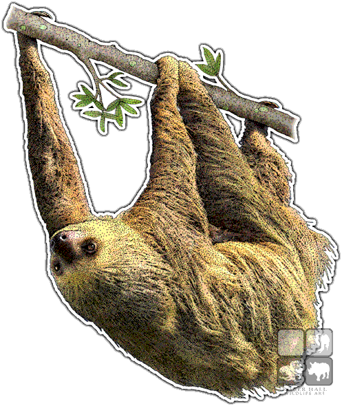 Download Hoffmann's Two-toed Sloth Decal - Sloths Of The World Throw ...