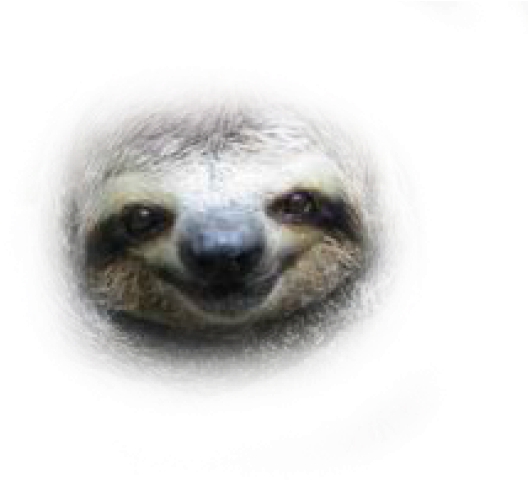 Download Sloth Face Transparent Background PNG Image with No Background ...