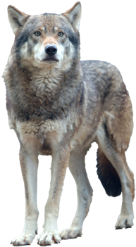 Gray Wolf Transparent Background - Free Transparent PNG Download - PNGkey