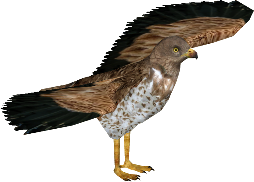 Download Short-toed Snake Eagle - Buzzard PNG Image with No Background ...