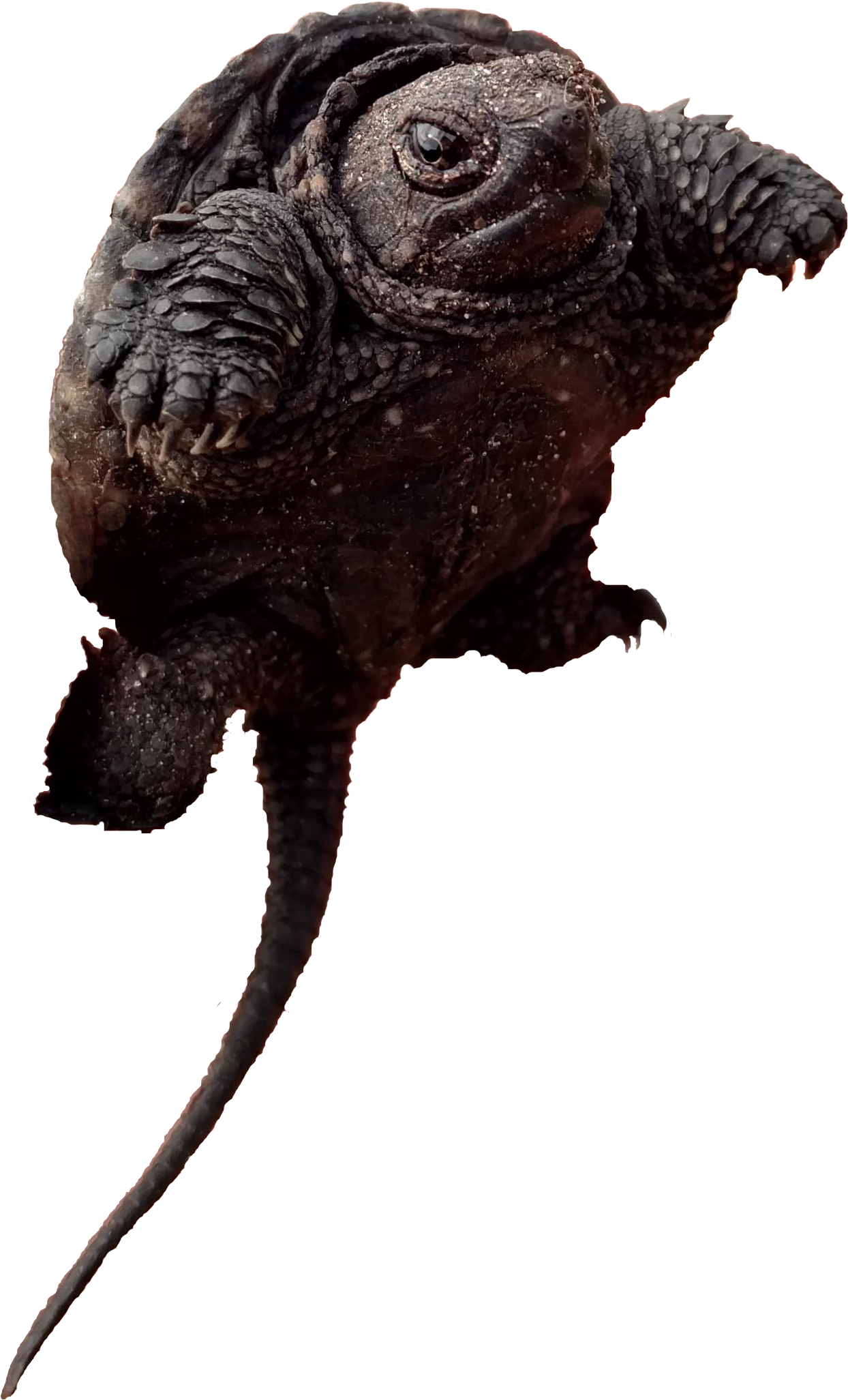 Download Animalbaby Snapping Turtle - Eastern Screech Owl PNG Image ...