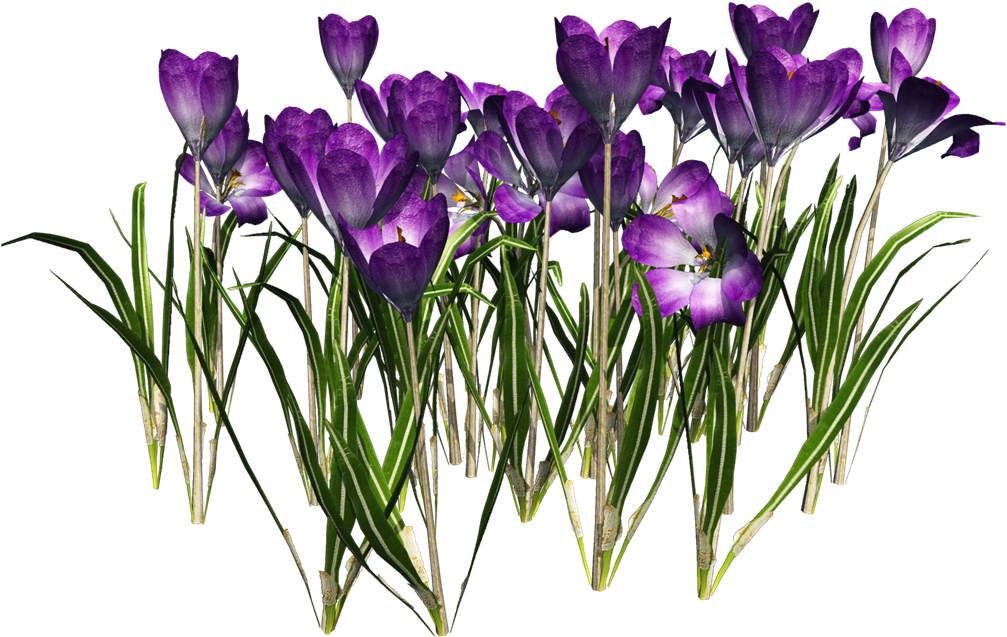 Download Crocus Free Download Png - Crocus Png PNG Image with No ...