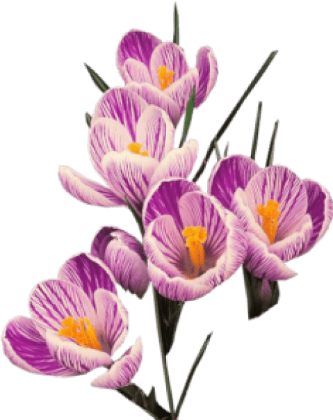 Download Free Png Crocus Download Png Png Images Transparent - Crocus ...