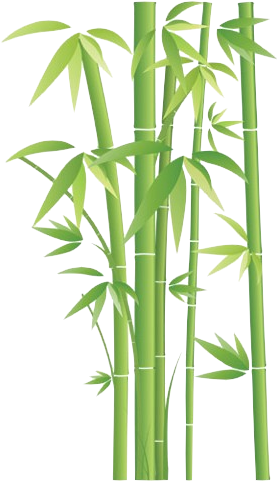 Bamboo Tree Png - Pmp Bamboo Fitted Sheet - Free Transparent PNG ...