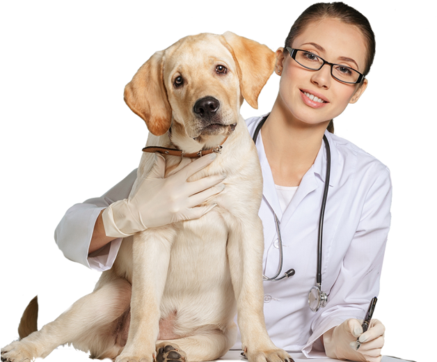 Download Vet Png - Veterinary Doctor Png PNG Image with No Background ...