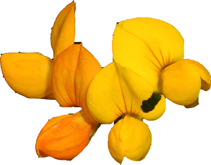 Download Bird's-foot Trefoil By Judy Gallagher Via Wikimedia - Senna ...