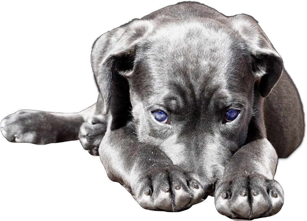 Download Dog Cute Puppy Lab Labrador Labradorretriever - Dog PNG Image ...