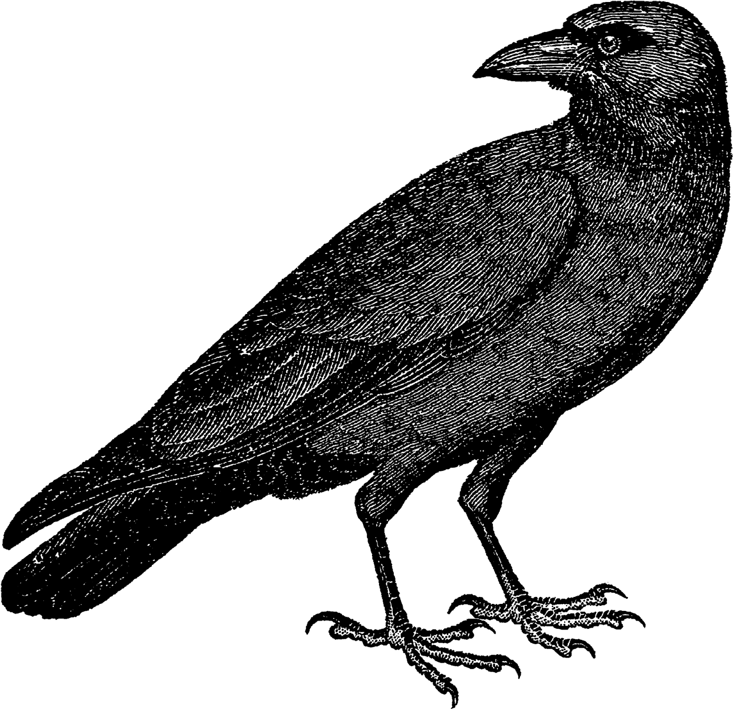 Download Halloween Crow Vector Free Transparent Background Png - Crow ...