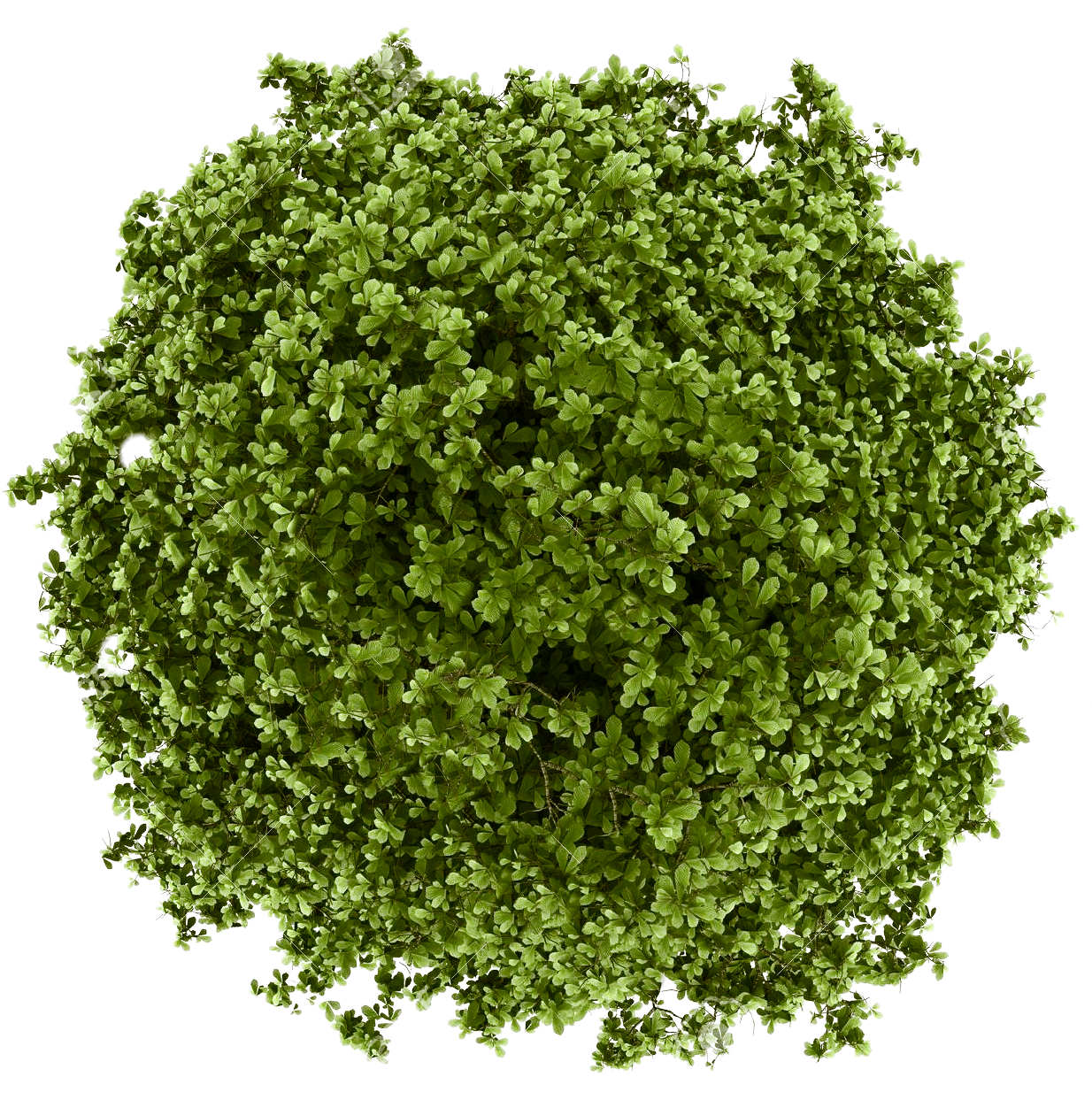 Tree Png Transparent Images Plant Png Top View Free Transparent Png ... Tree Png Transparent Images Plant Png Top View Free Transparent Png ...